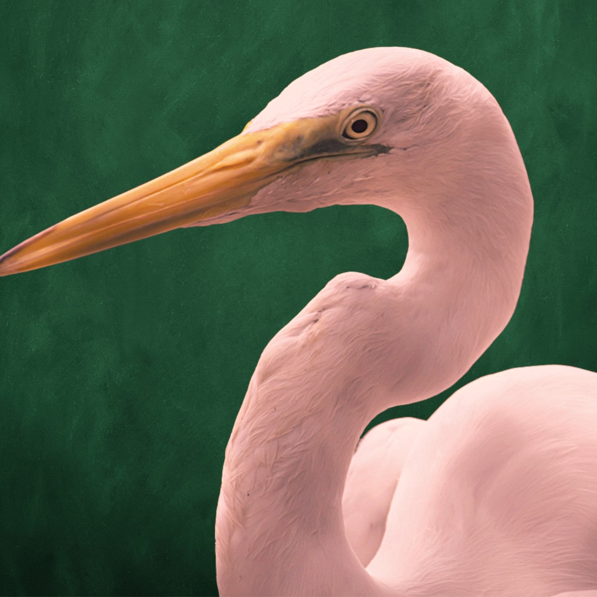 Pink Crane - Emerald – AureousHome